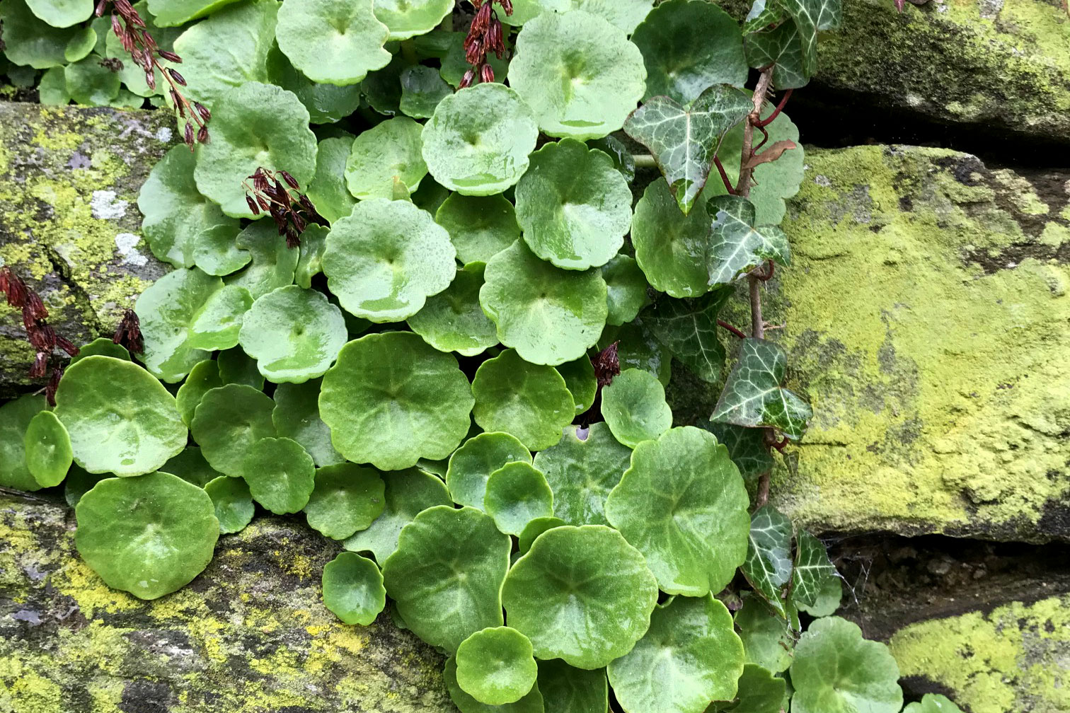 Darren s Foraging Tips Pennywort Nancarrow Farm Darren s Foraging Tips Pennywort Nancarrow Farm